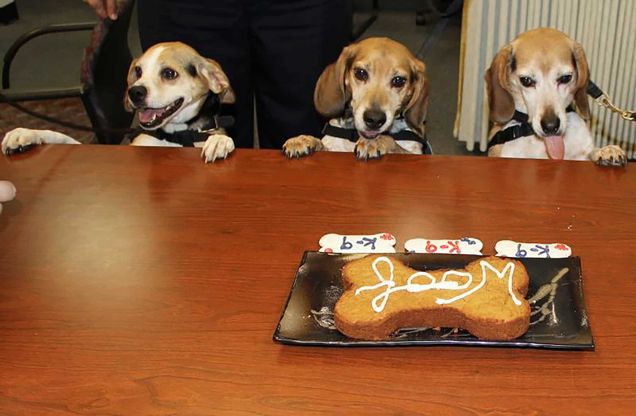 Trio of Rescue Beagles Celebrate Retirement from CBP After Careers of ...