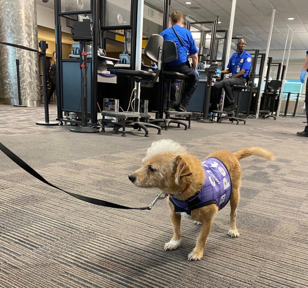 TSA Offers Tips for Traveling With Small Pets - HSToday