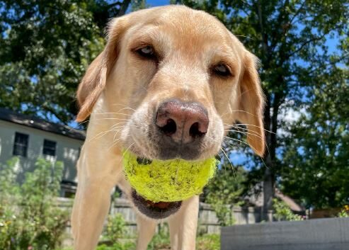 TSA Explosives-Sniffing Dog Retires from Duty at Reagan National ...